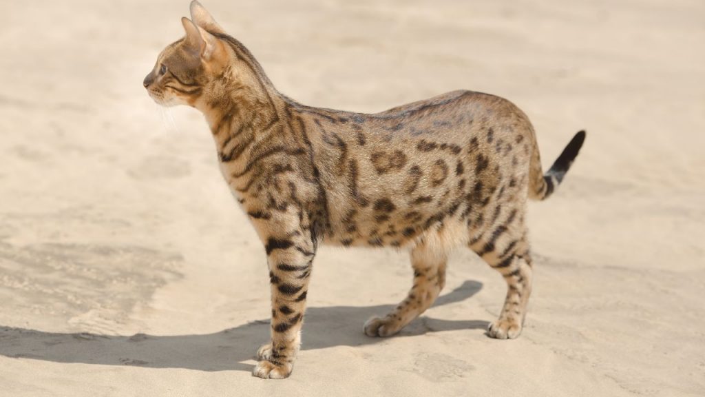 Große Katzenrassen: Stubentiger im Großformat