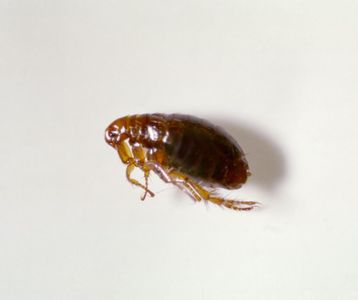 Katzenflöhe erkennen und richtig behandeln