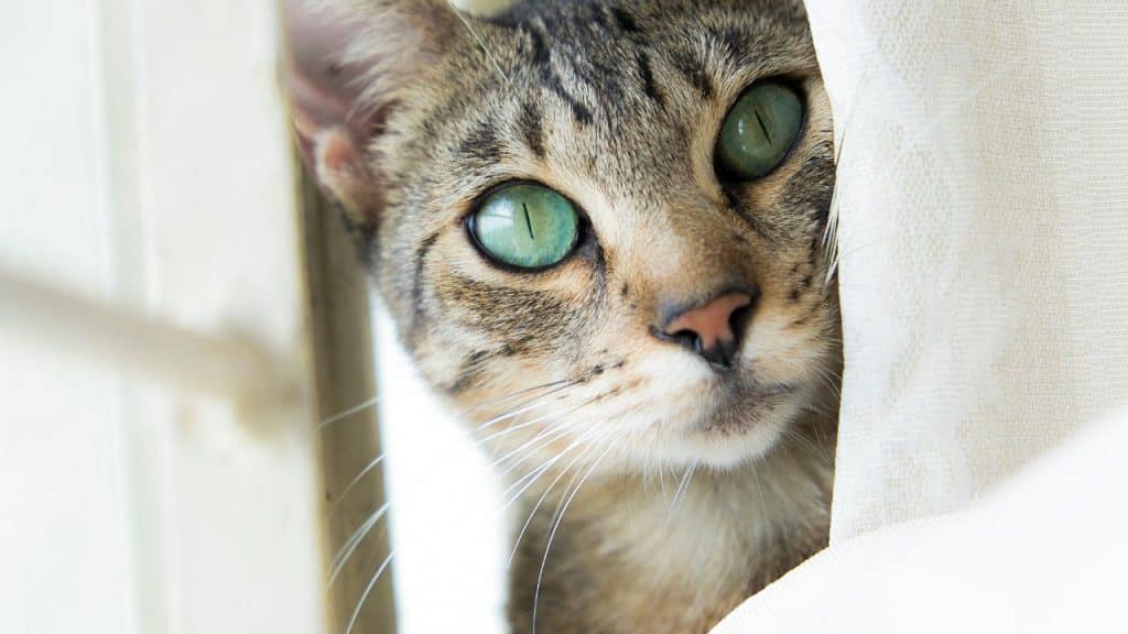 Die geheimnisvolle Intelligenz unserer Hauskatzen